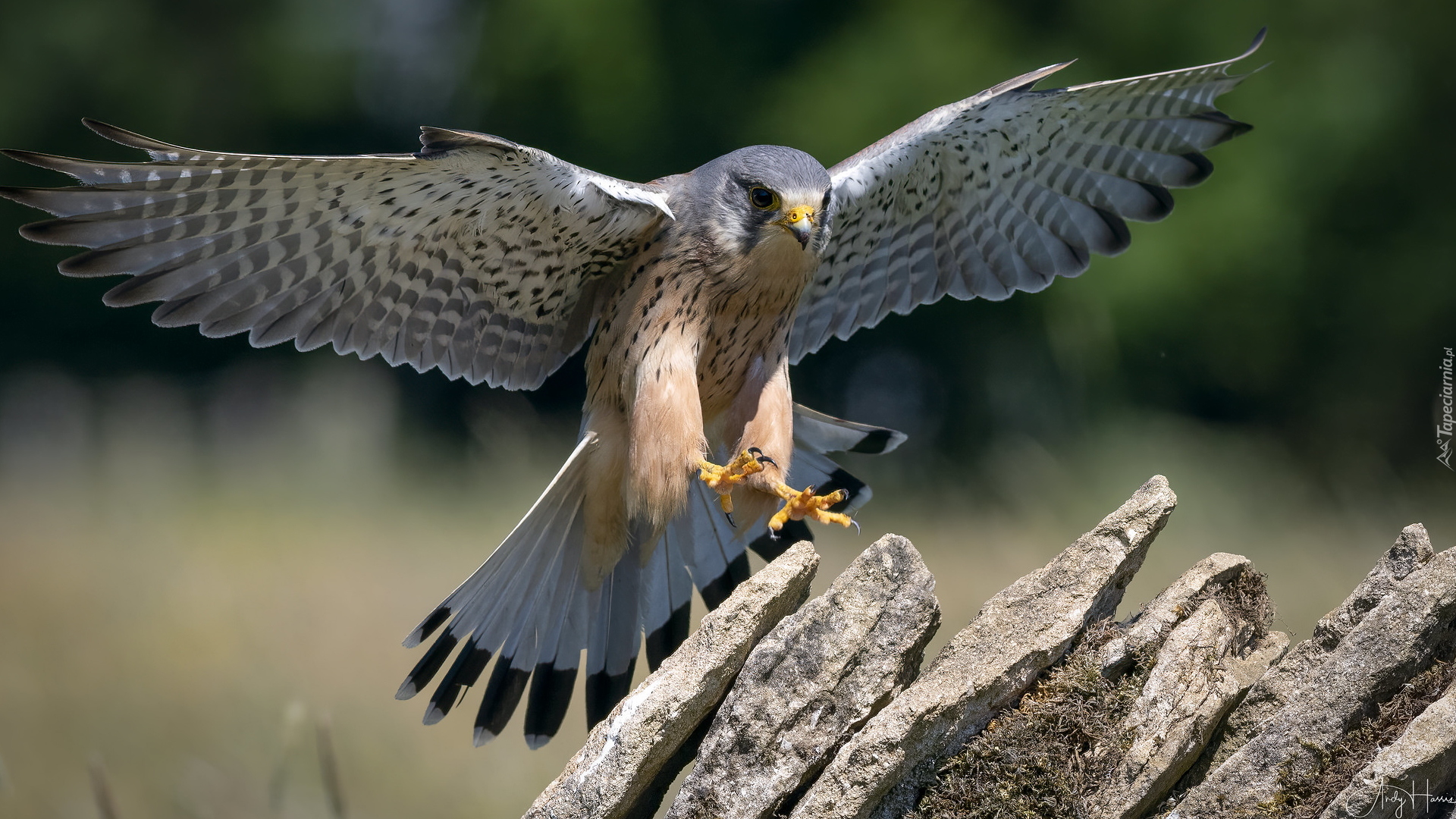 Szkoła Podstawowa im. prof. Stanisława Srokowskiego w Srokowie | im ...